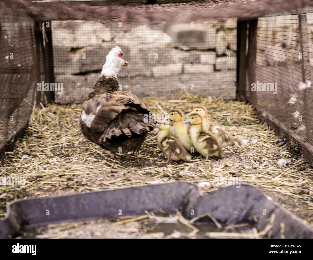 Muscovy duck and ducklings on farmyard Stock Photo - Alamy
