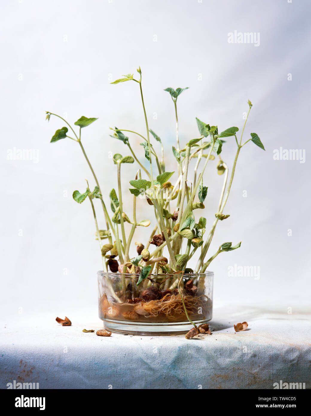 Growing bean experiment hi-res stock photography and images - Alamy