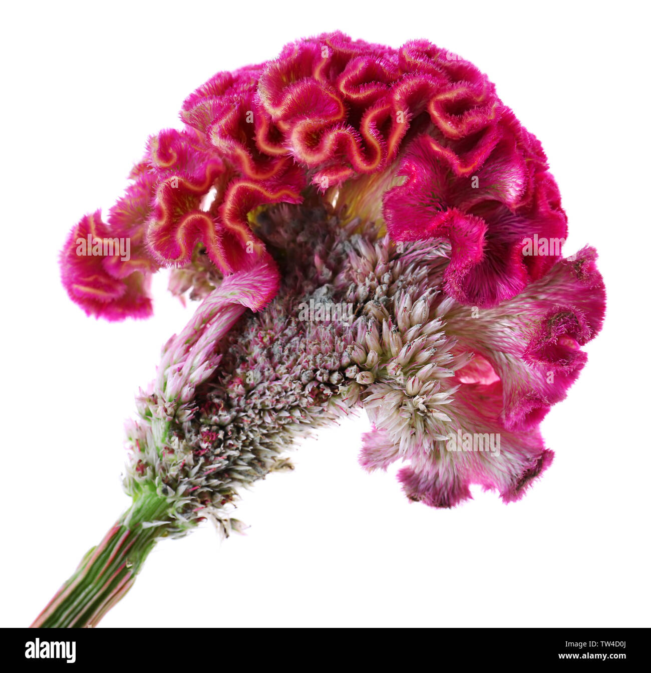 Beautiful cockscomb flower on white background Stock Photo - Alamy