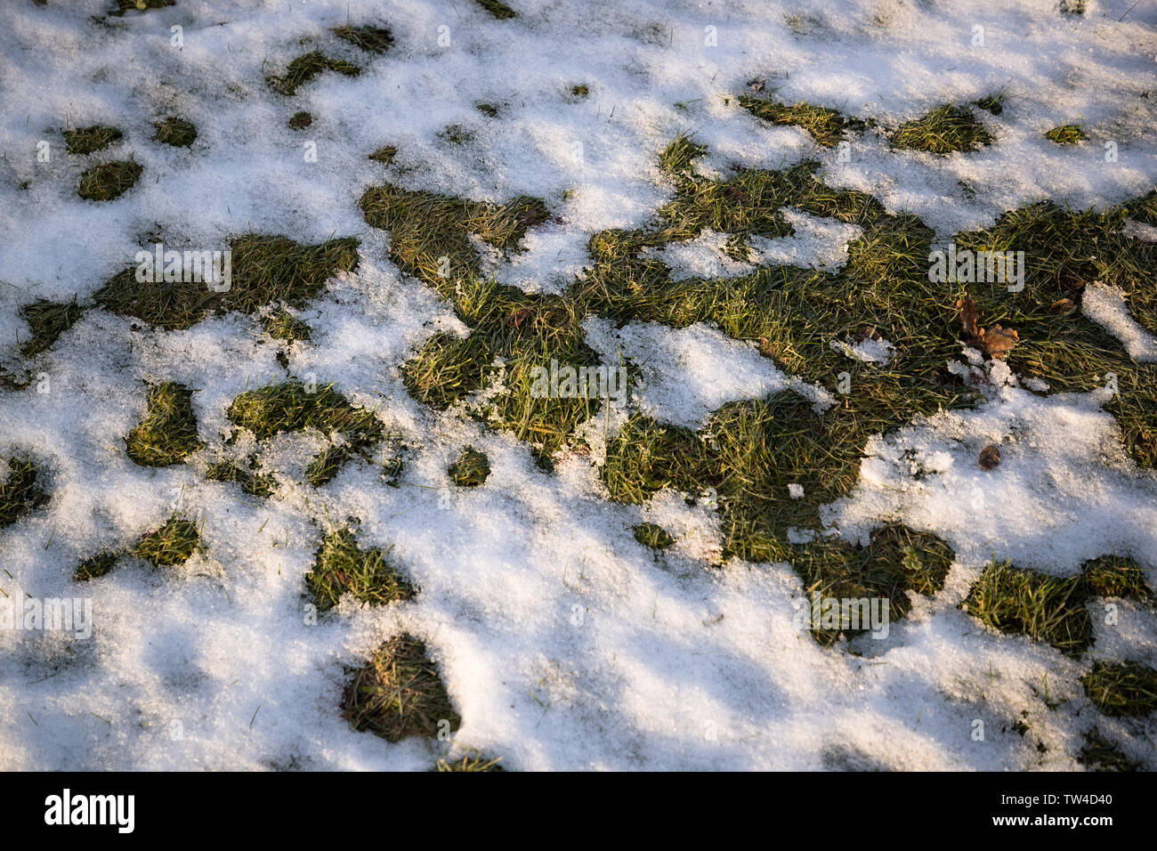 Green grass under the snow Stock Photo - Alamy