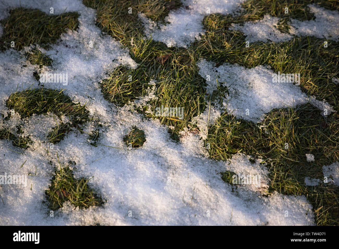Green grass under the snow Stock Photo - Alamy