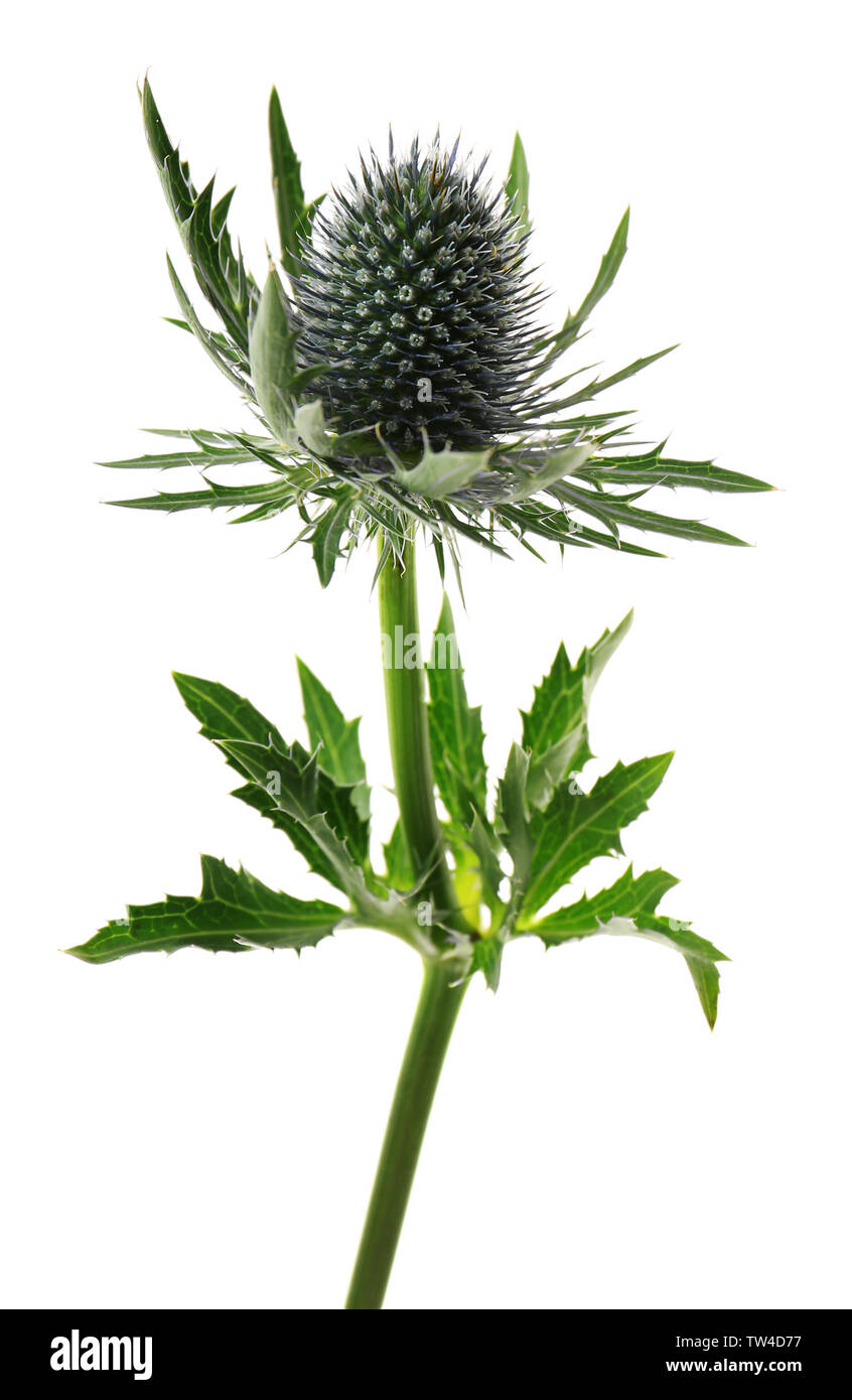 Burr plant hi-res stock photography and images - Alamy