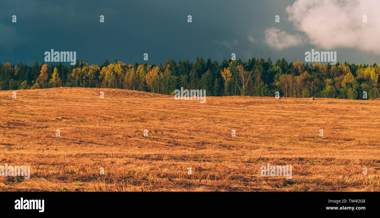 autumn forest and field Stock Photo - Alamy