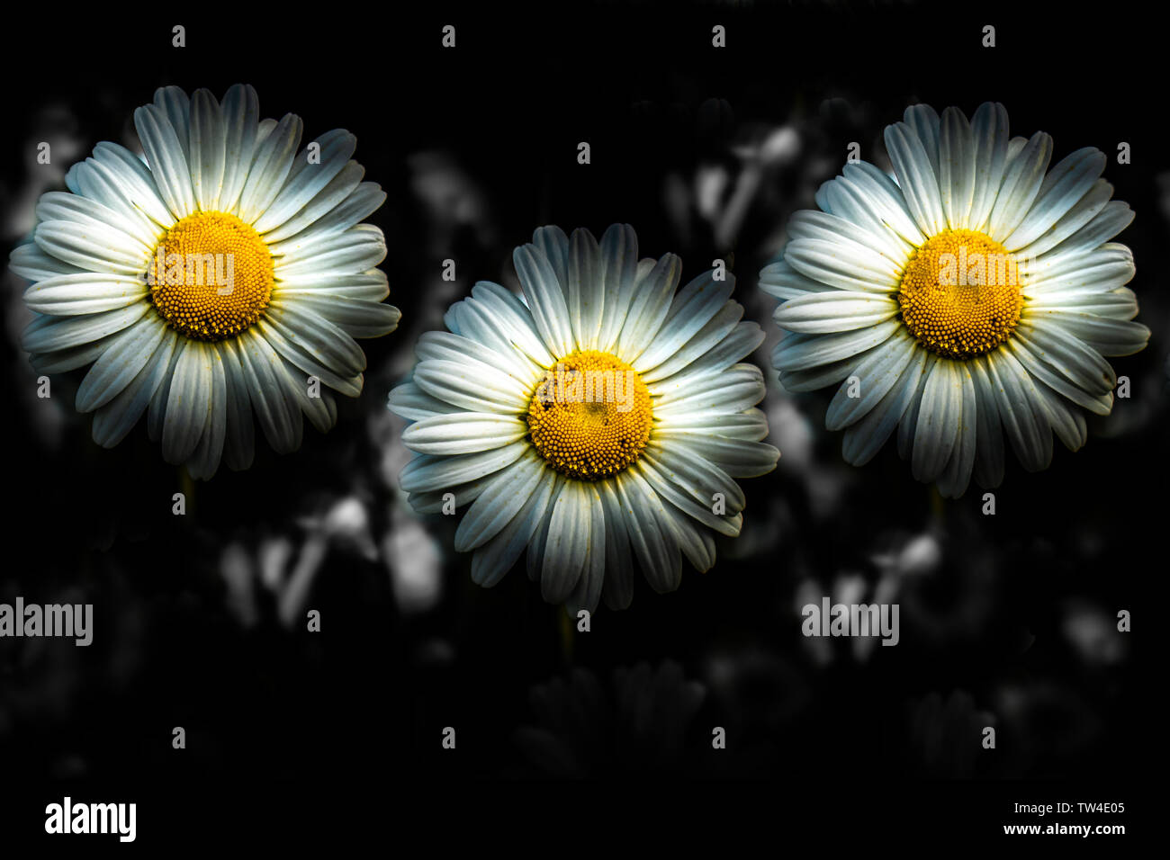 Full Bloom Daisies High Resolution Stock Photography and Images - Alamy