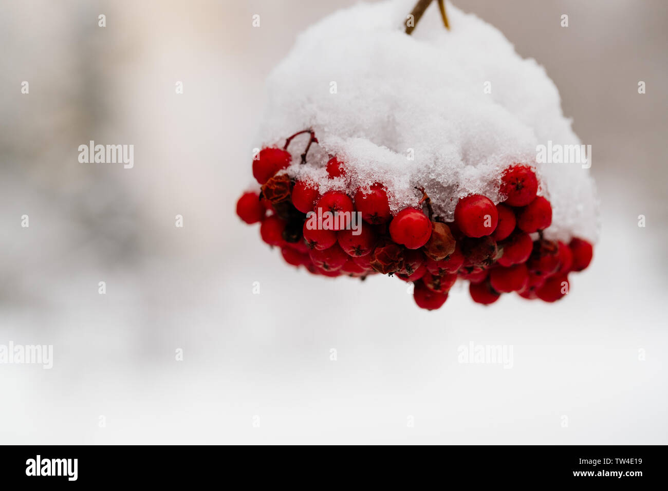 Rowan tree winter hi-res stock photography and images - Alamy
