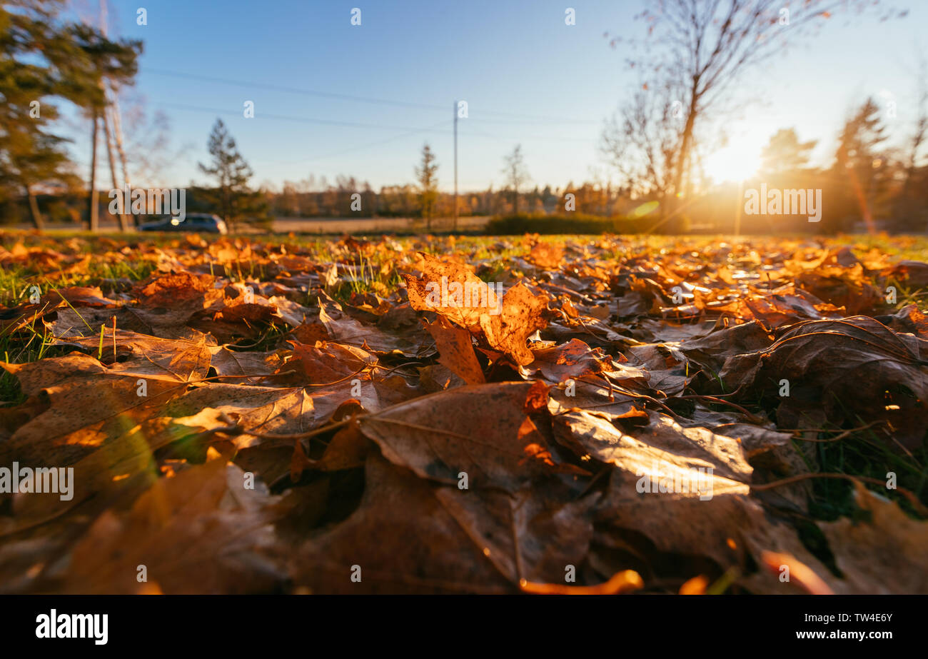 dry autumn leaves on the ground in sunny weather Stock Photo - Alamy