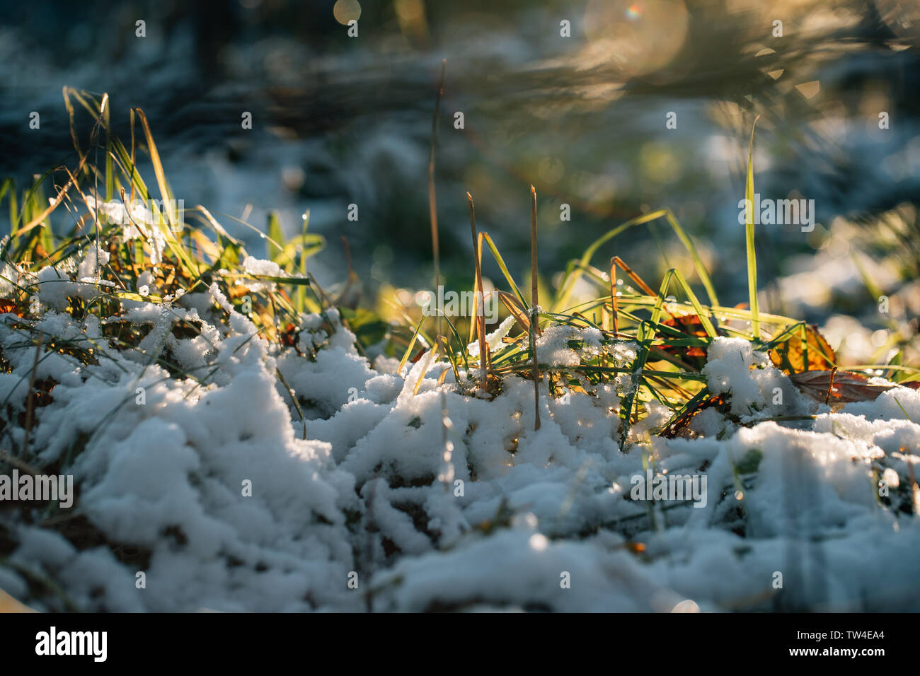 Green grass under the snow Stock Photo - Alamy