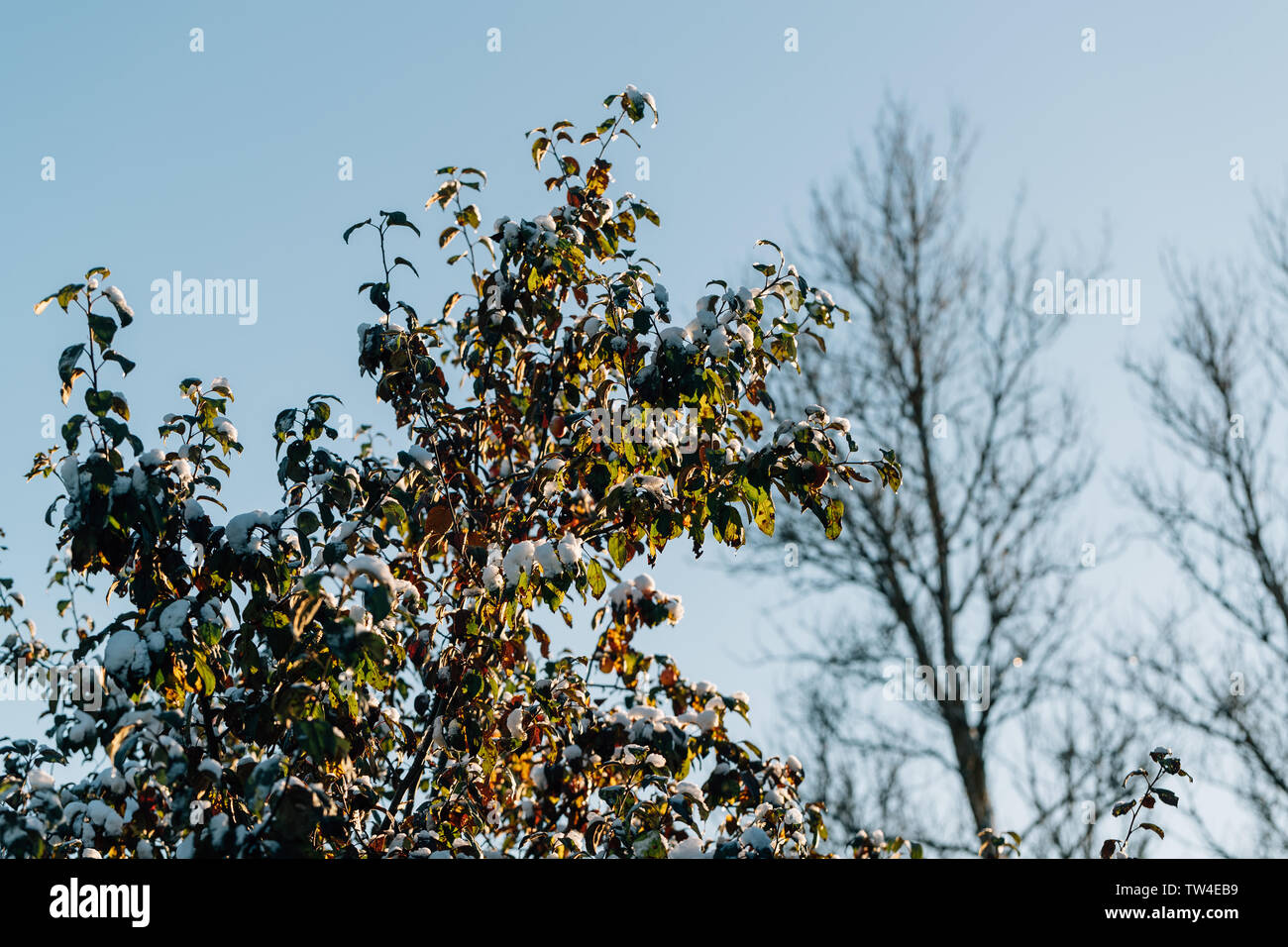 First frost snow on hi-res stock photography and images - Alamy