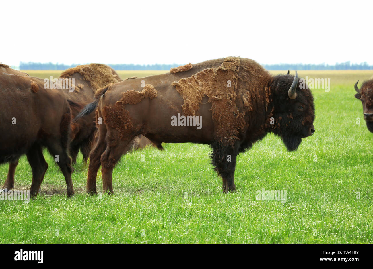 Steppe bison hi-res stock photography and images - Alamy