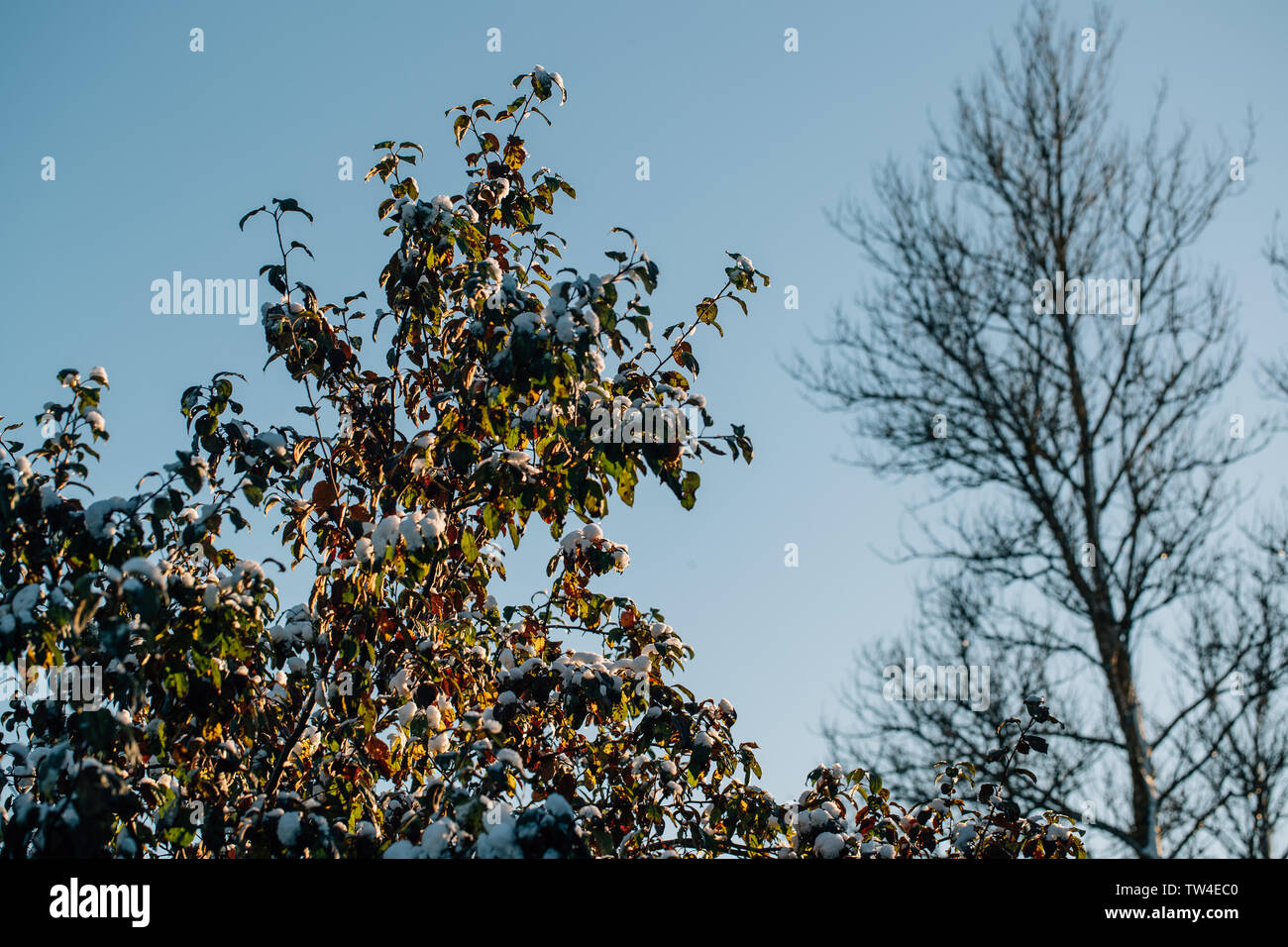 First frost snow on hi-res stock photography and images - Alamy