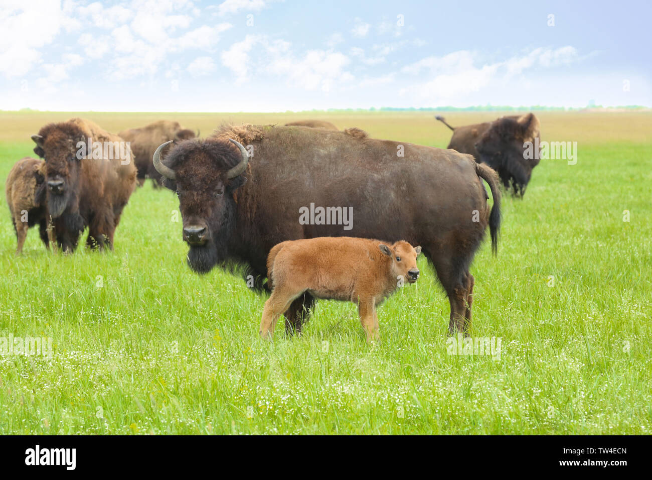 Auroch species hi-res stock photography and images - Alamy
