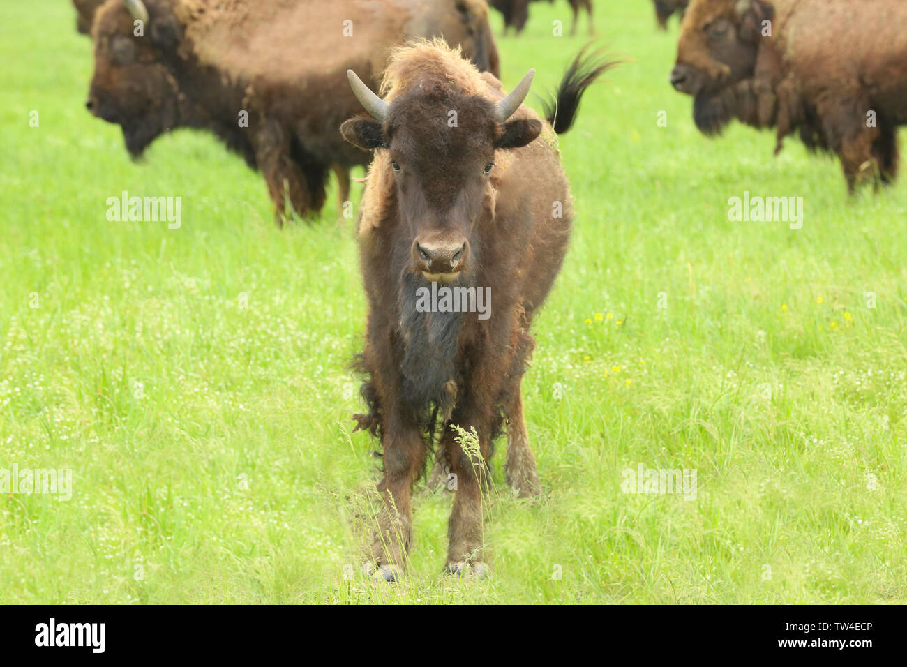 Steppe bison hi-res stock photography and images - Alamy
