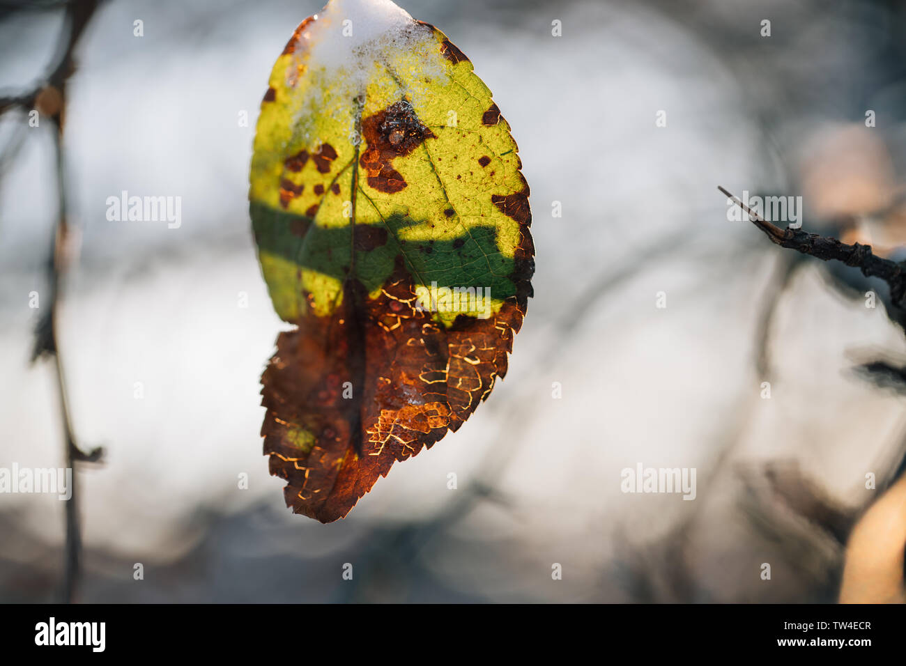 green drying apple tree in winter close-up Stock Photo - Alamy