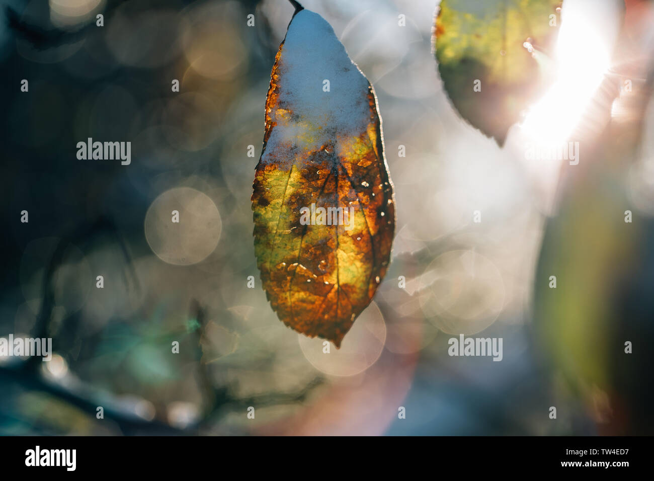 Apple tree garden border hi-res stock photography and images - Alamy