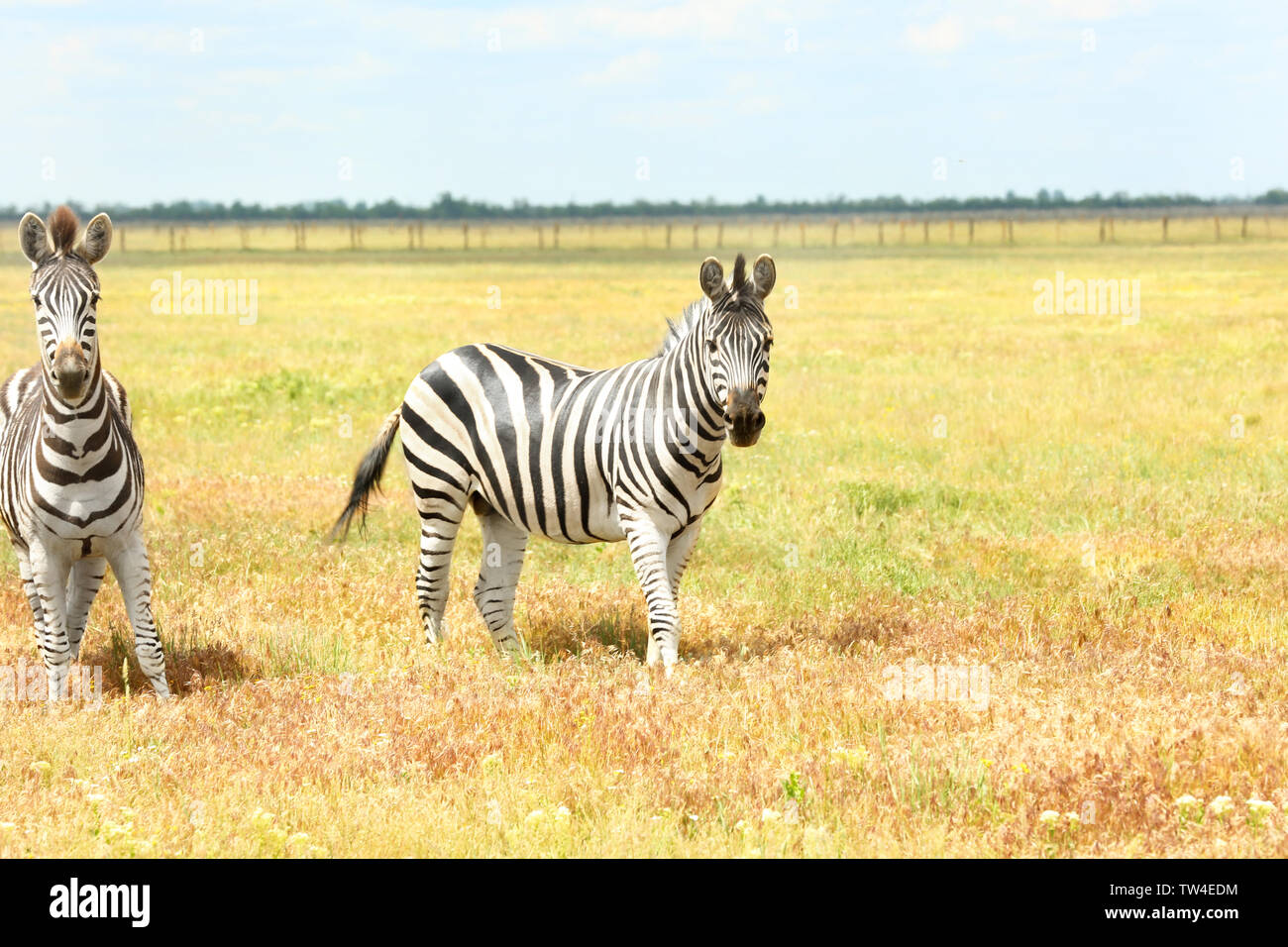 Zebras in wildlife sanctuary on summer day Stock Photo - Alamy