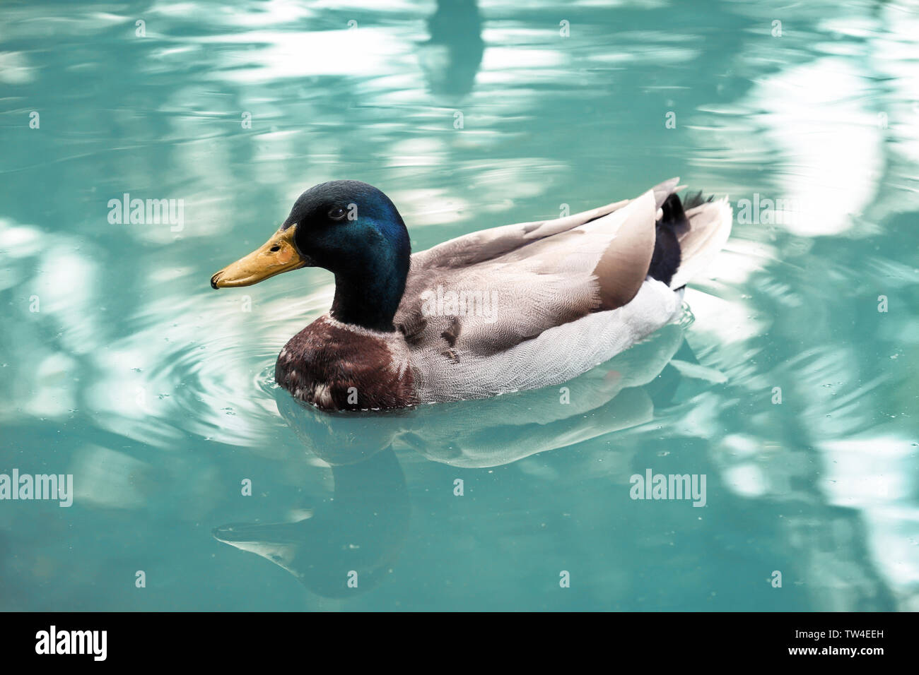 Funny drake swimming in pond Stock Photo - Alamy