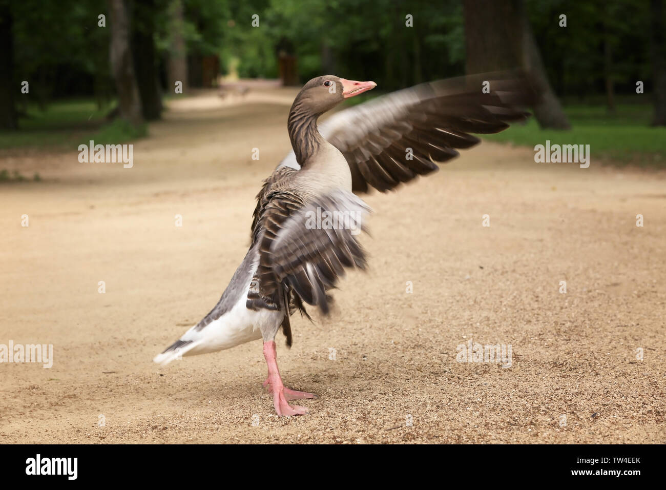 Funny goose hi-res stock photography and images - Alamy