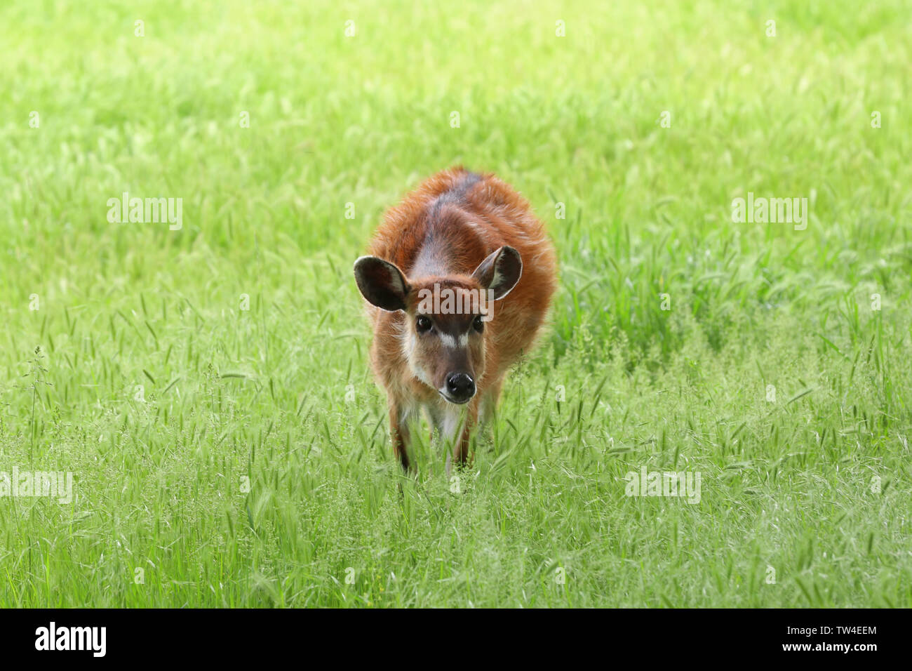 Funny antelope hi-res stock photography and images - Alamy
