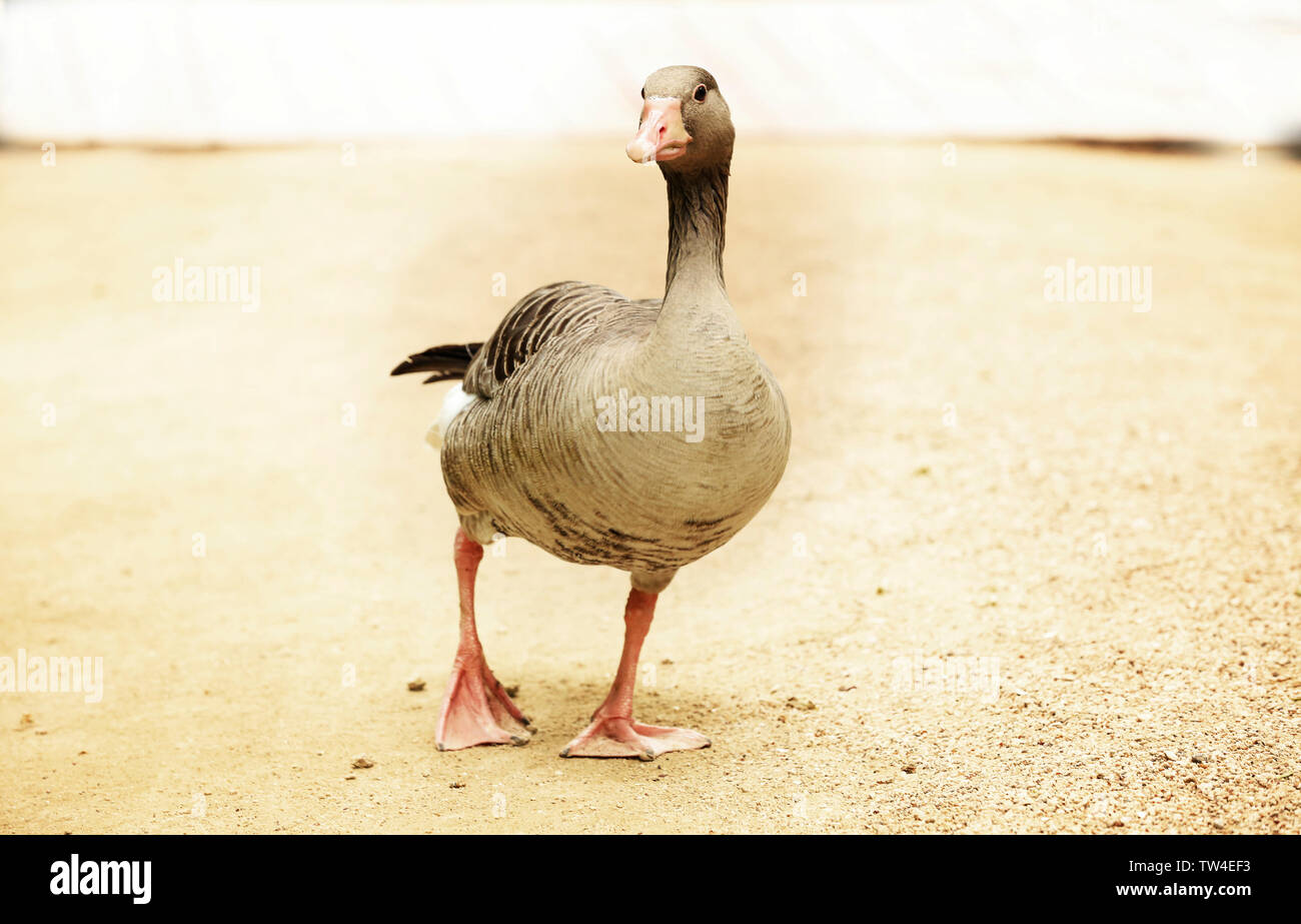 Funny Goose High Resolution Stock Photography and Images - Alamy