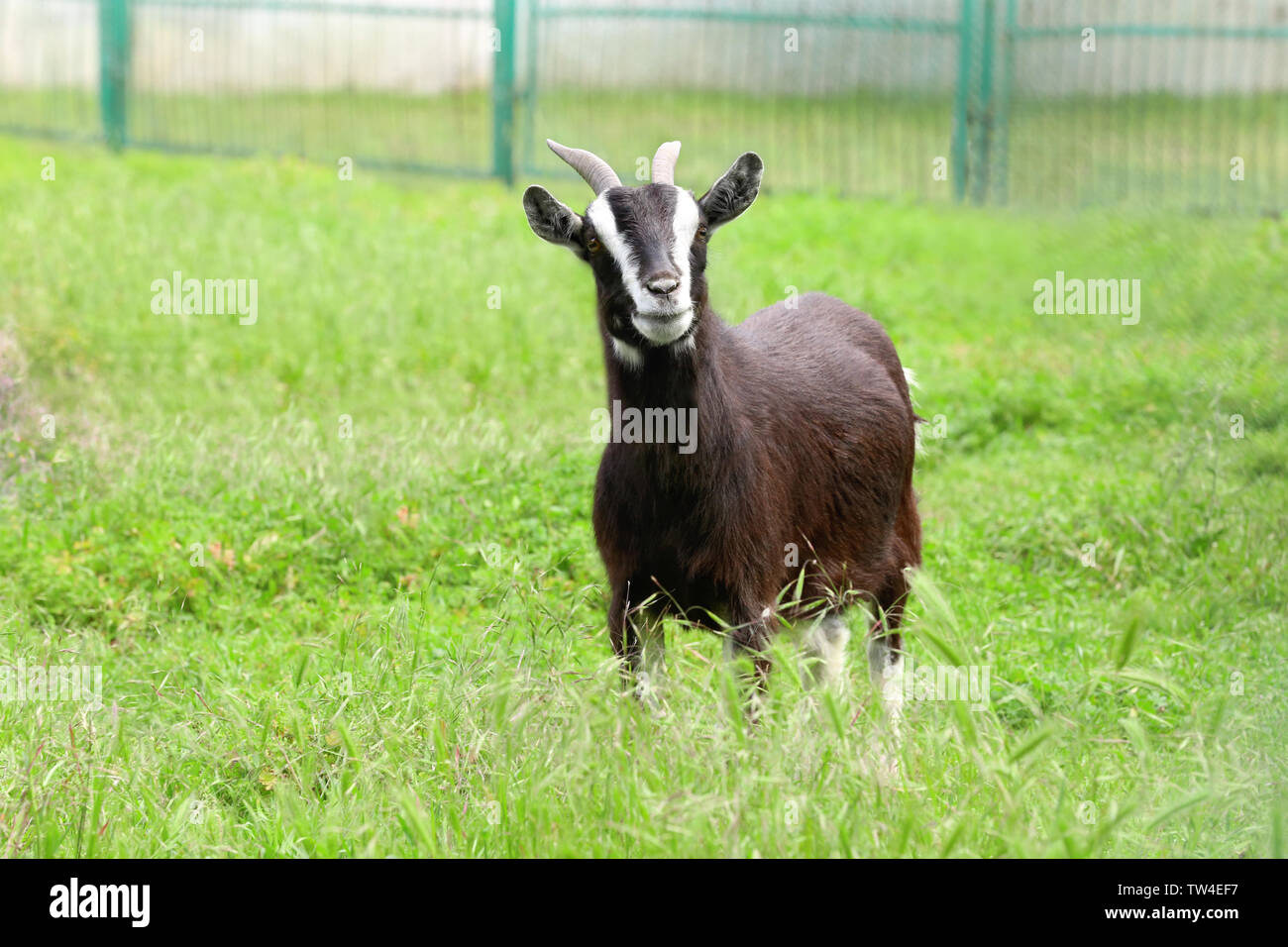 Cute funny goat at the farm Stock Photo - Alamy