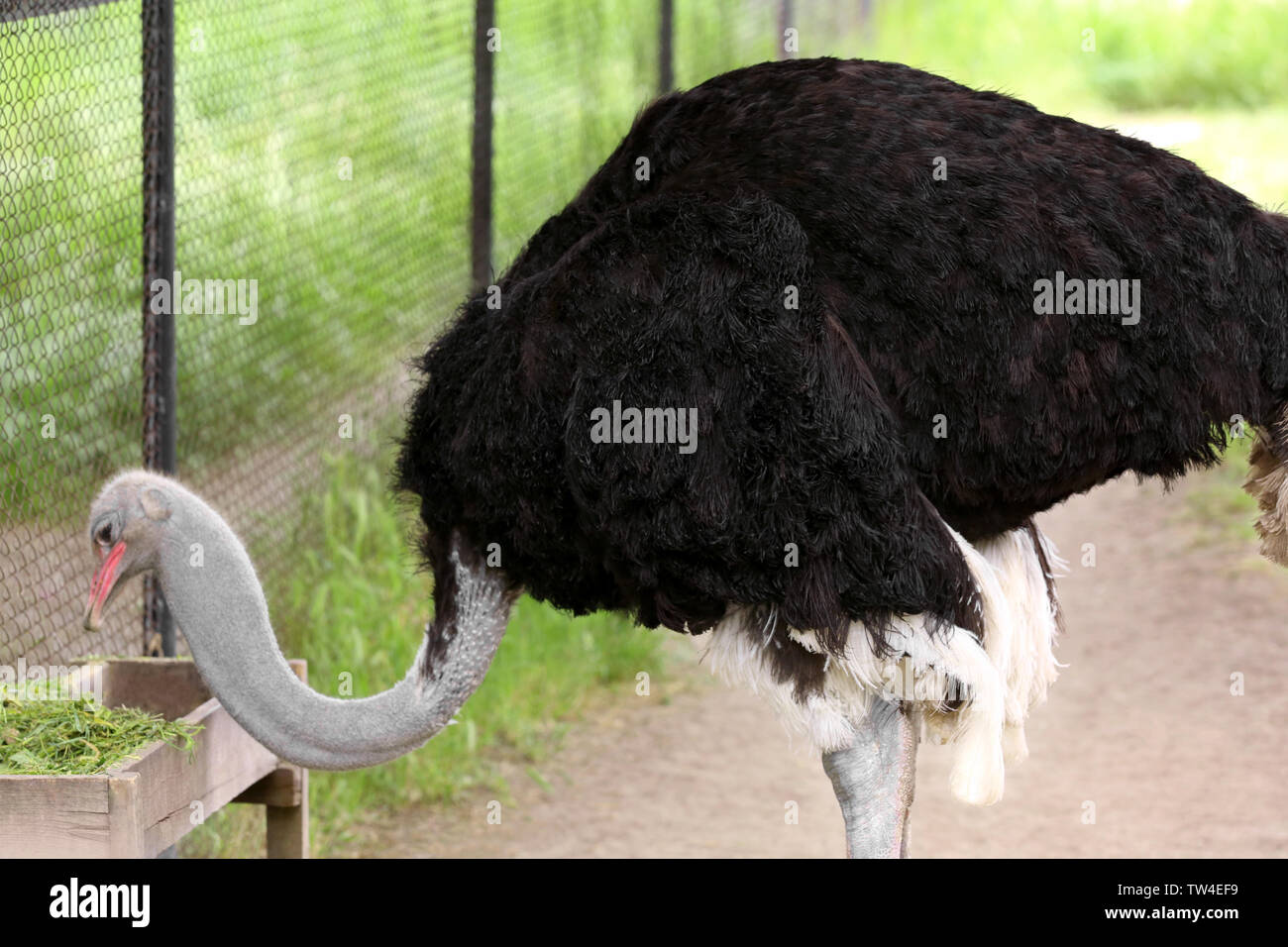 Ostrich eating hi-res stock photography and images - Alamy
