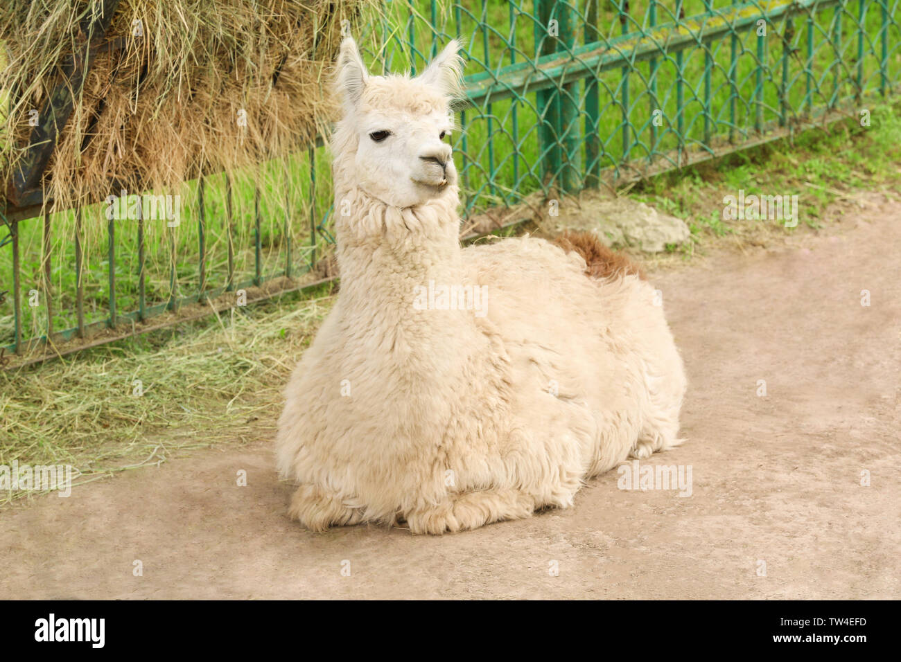 Funny lama hi-res stock photography and images - Alamy