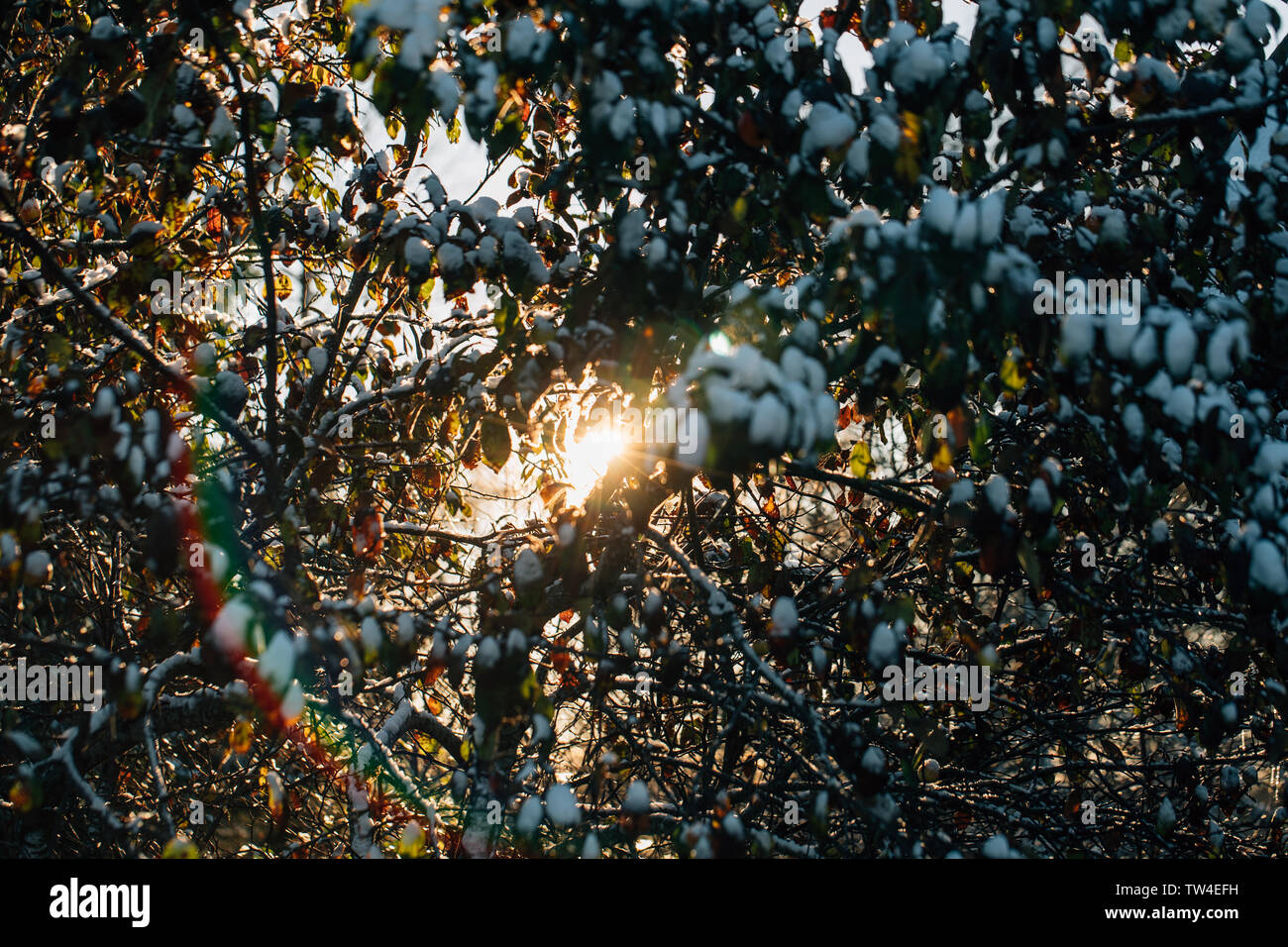 Snowfall tree hi-res stock photography and images - Alamy
