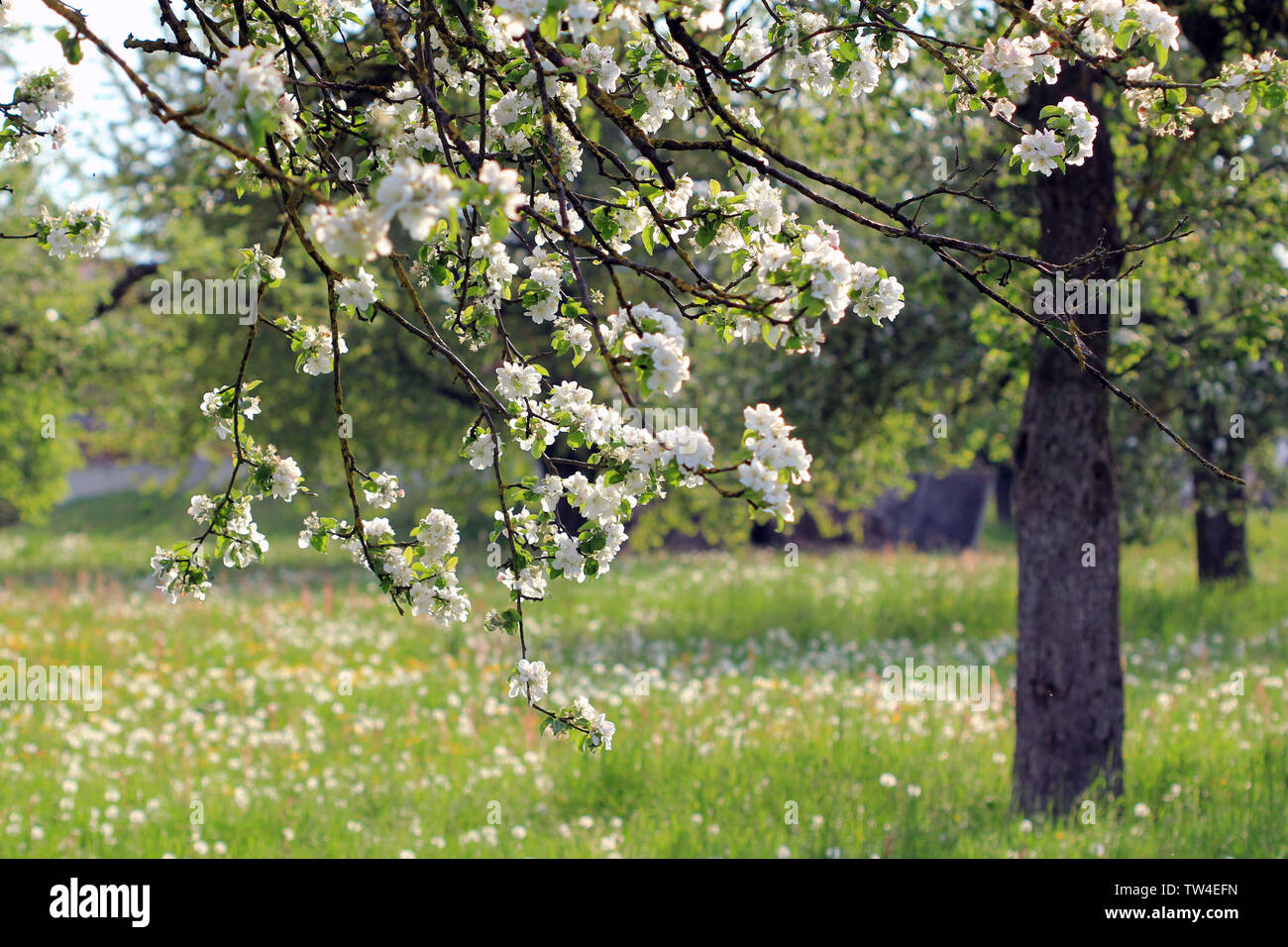 Old apple tree in the garden during spring time Stock Photo - Alamy