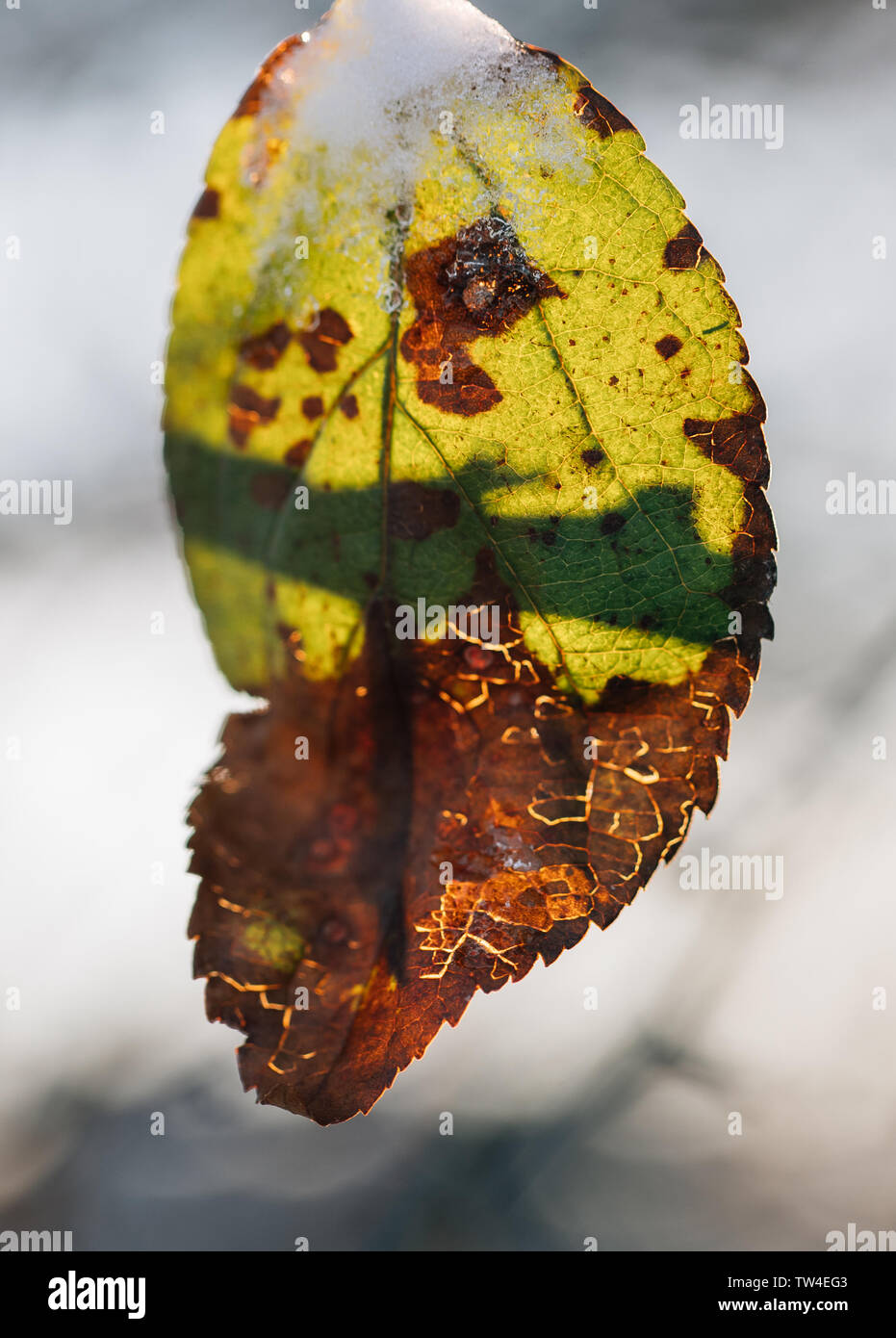 green drying apple tree in winter close-up Stock Photo - Alamy