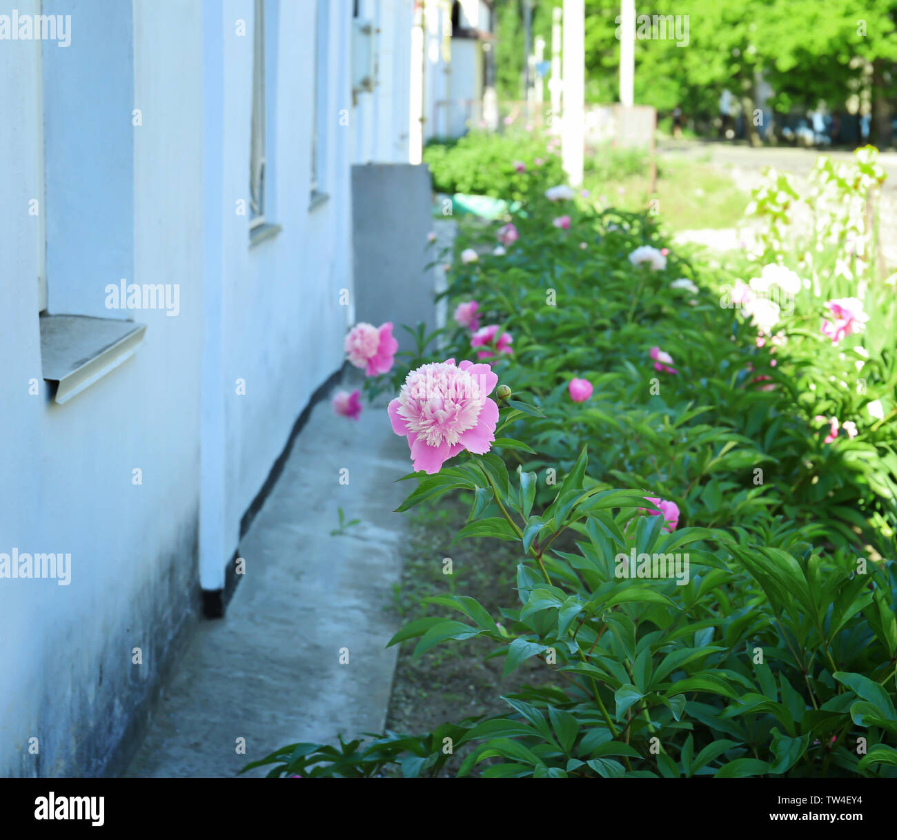 Peonies garden house hi-res stock photography and images - Alamy