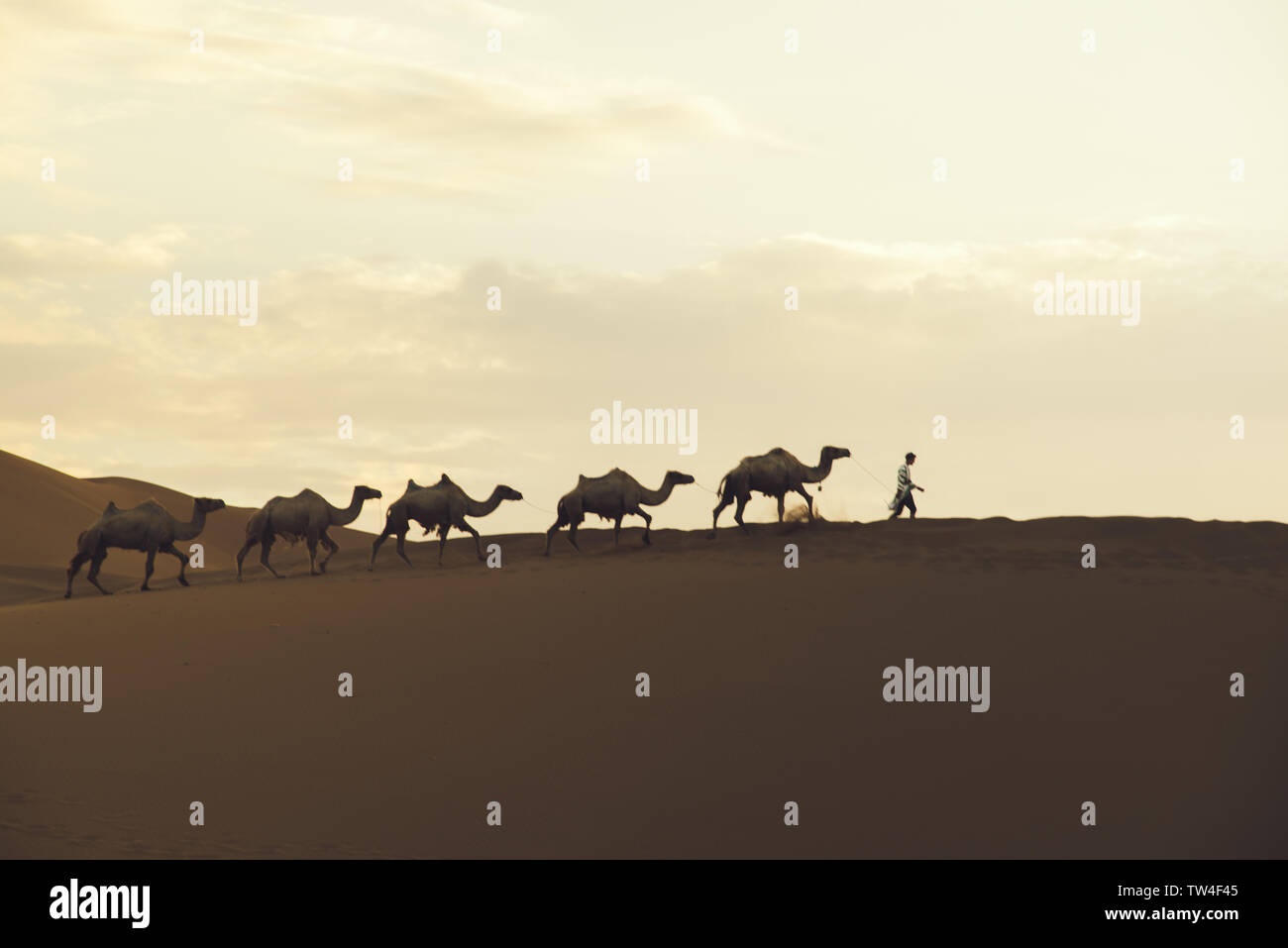 A team of desert camels moving in the wind and sand Stock Photo - Alamy