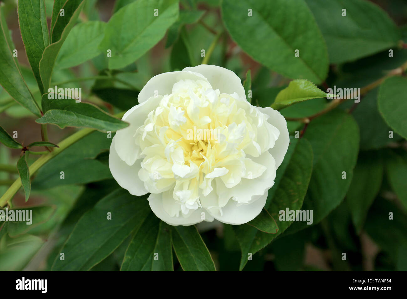 Beautiful peony flower in garden, closeup Stock Photo - Alamy