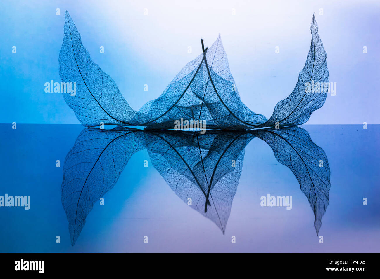 Mirror image leaf veins hi-res stock photography and images - Alamy