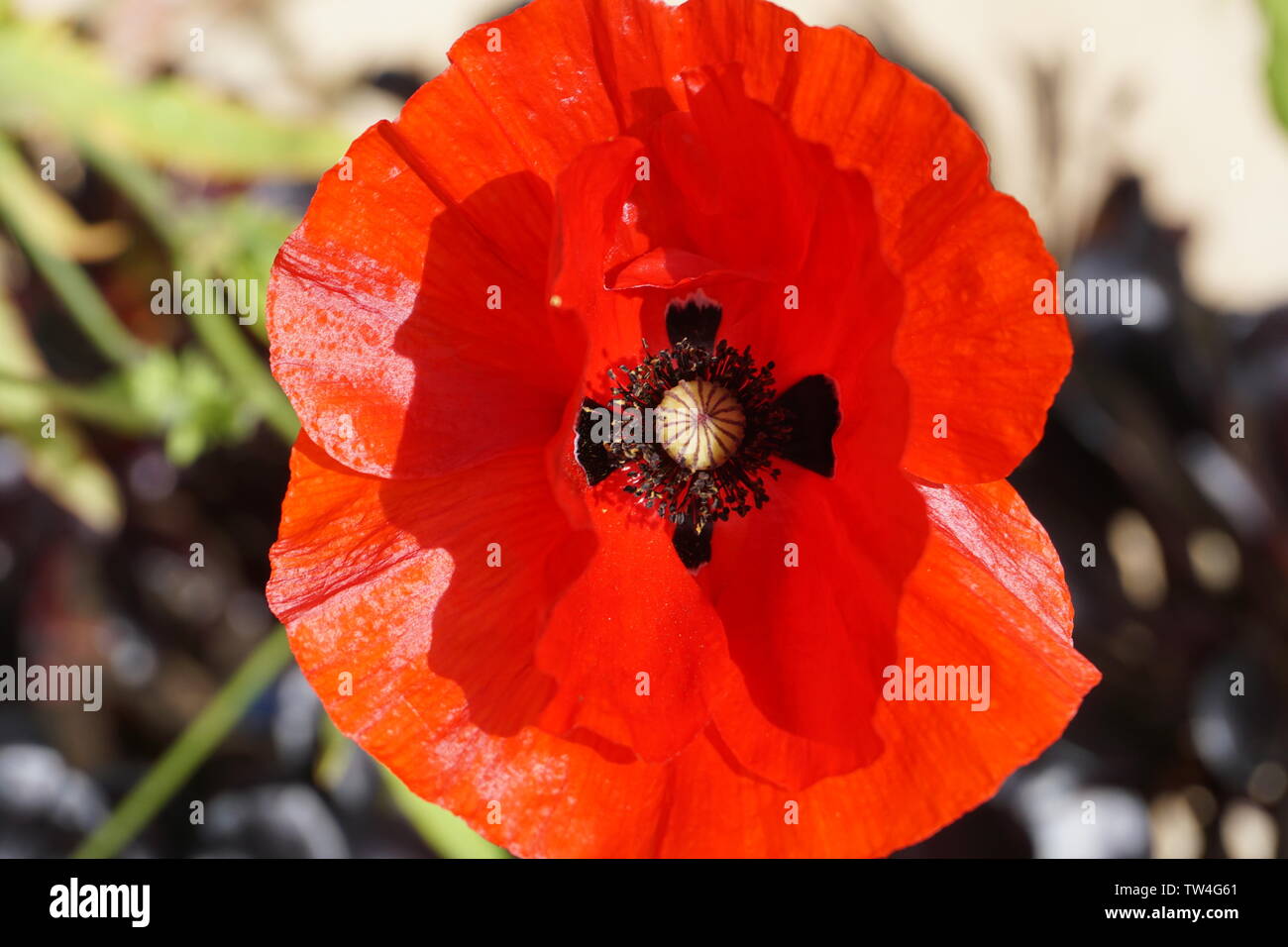 Rheos hi-res stock photography and images - Alamy