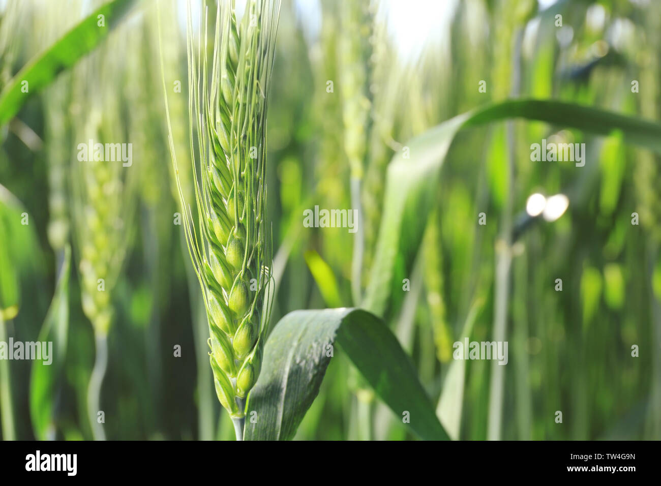 Beautiful spikelet on wheat field, closeup Stock Photo - Alamy