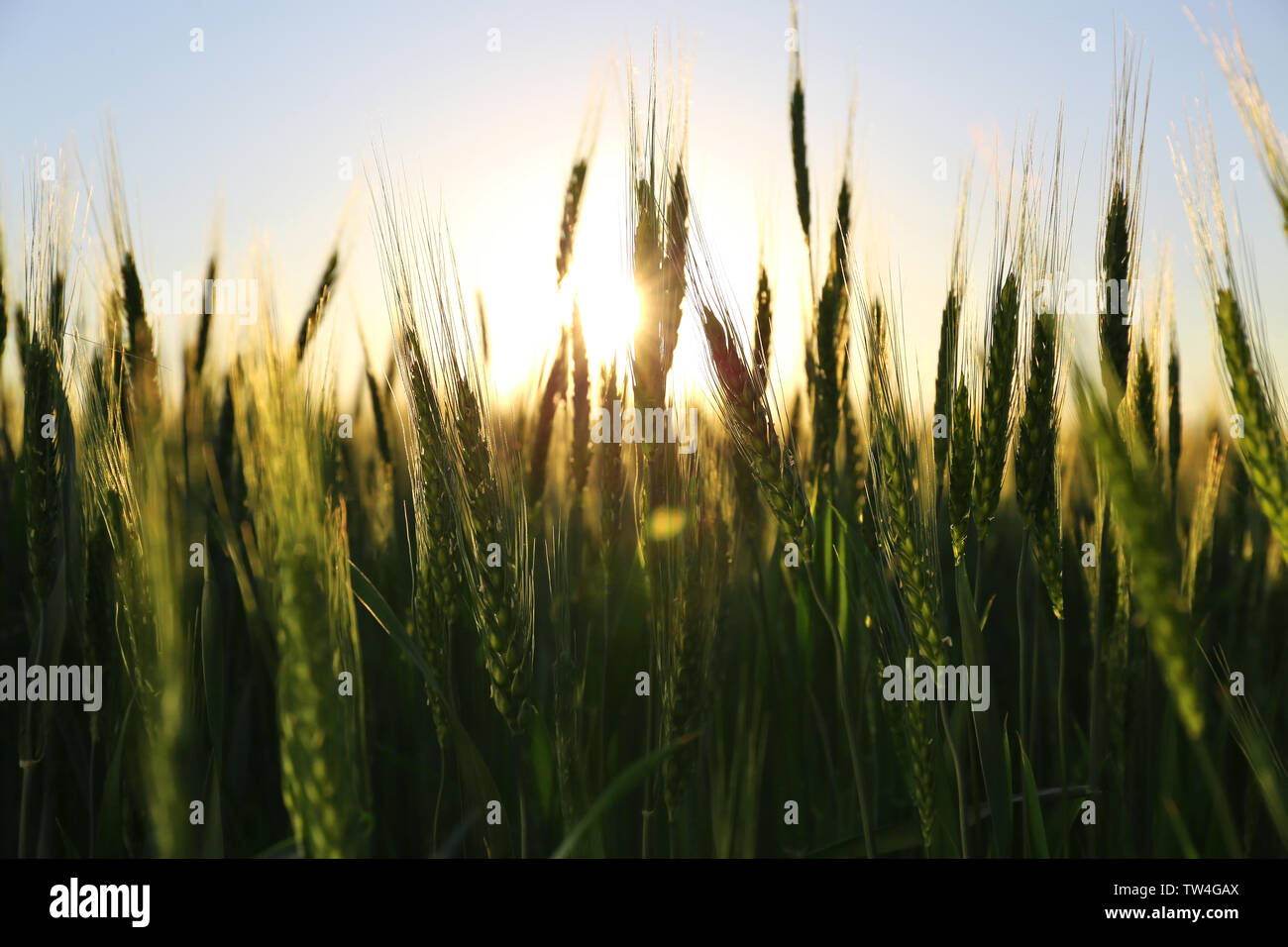 Beautiful wheat field at sunset Stock Photo - Alamy