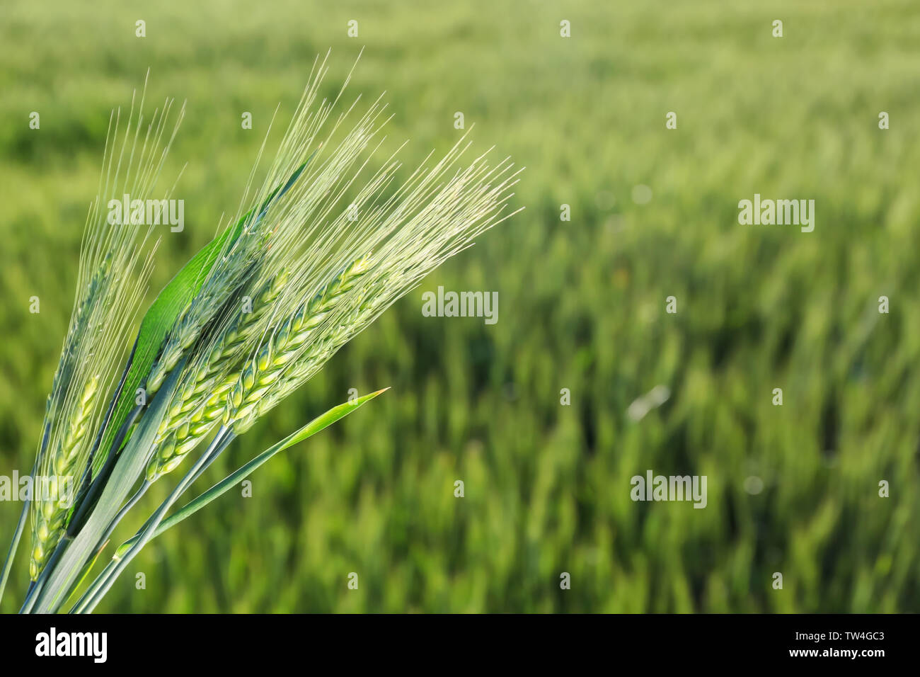 Bunch of spikelets in wheat field Stock Photo - Alamy