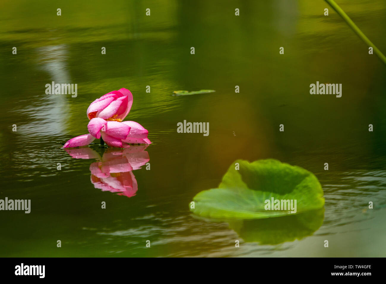 Wet lotus flowers hi-res stock photography and images - Alamy
