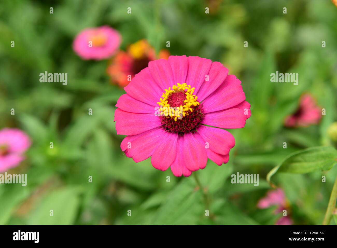 Photos of flowers Stock Photo - Alamy