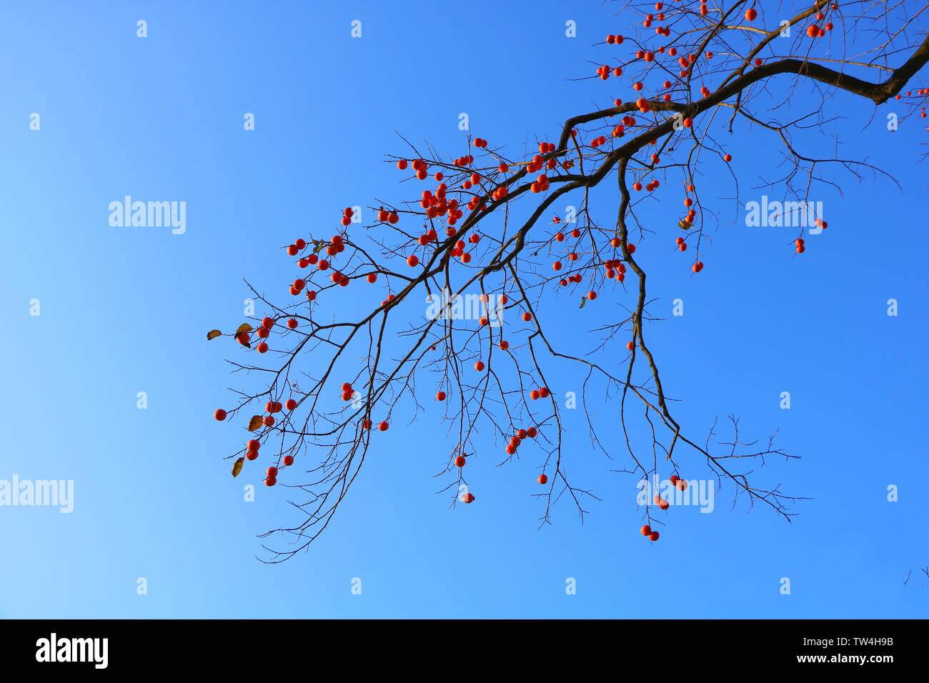 The persimmon is red Stock Photo - Alamy