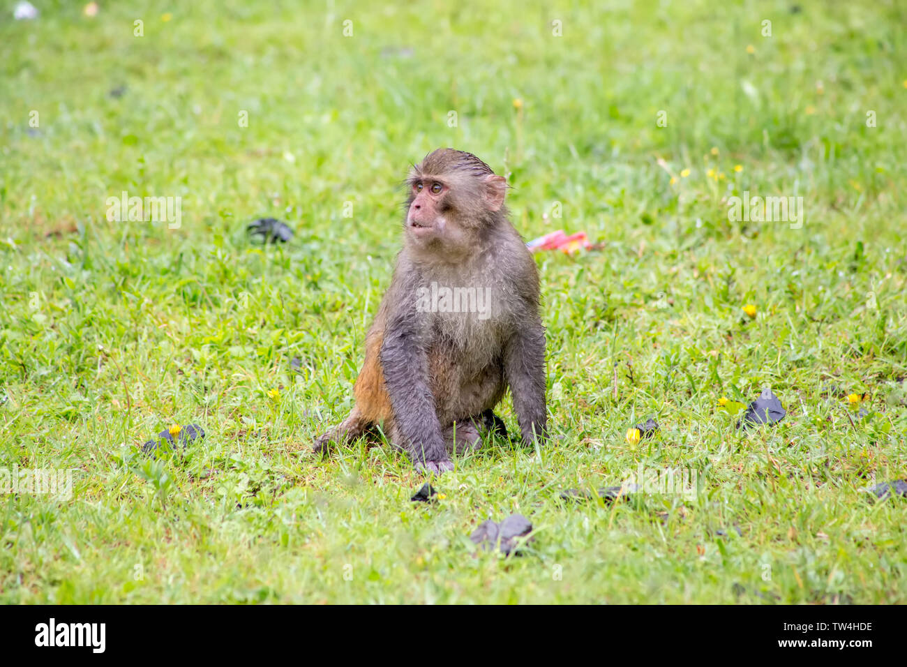 Tibetan macaque monkeys hi-res stock photography and images - Alamy