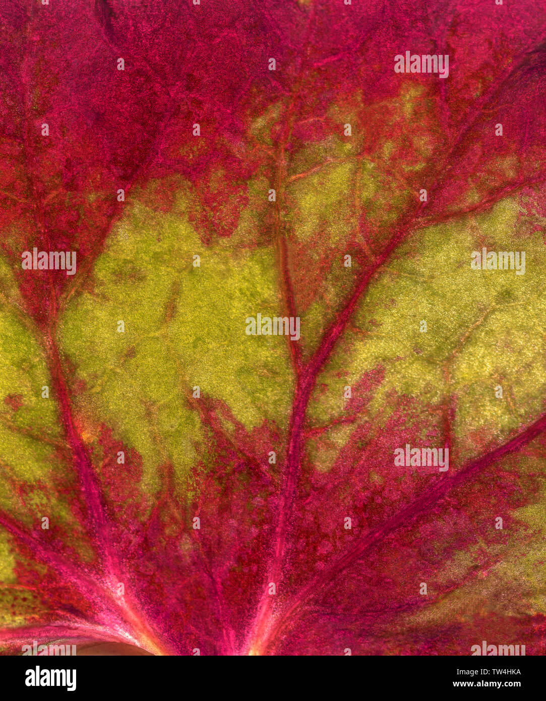 Scan of a plant leaf Stock Photo - Alamy