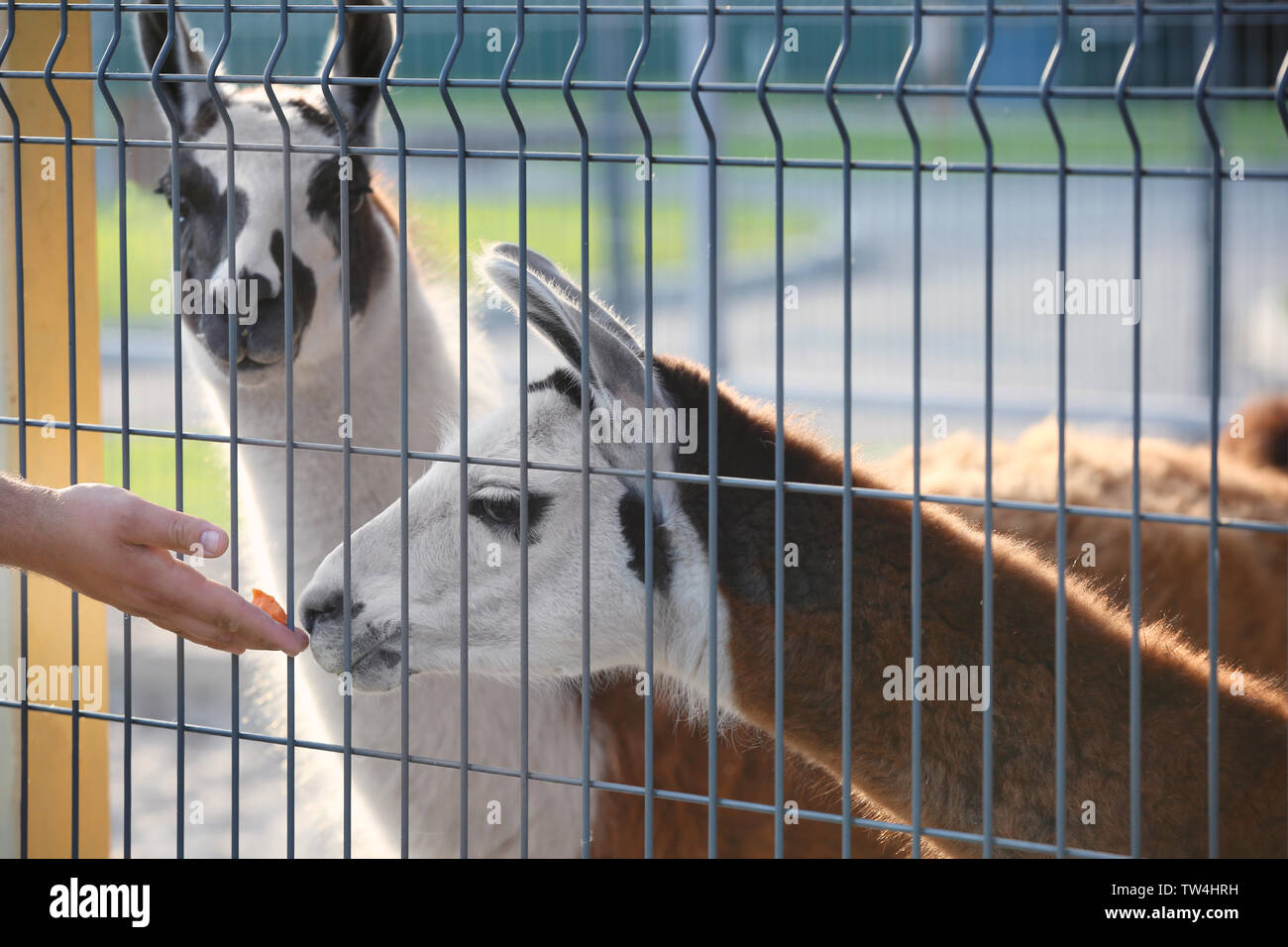Man feeding lama. Concept of volunteering at animal shelter Stock Photo ...