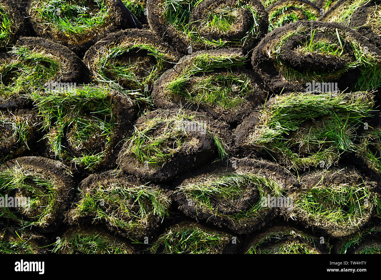 Rolled grass sods as background Stock Photo - Alamy