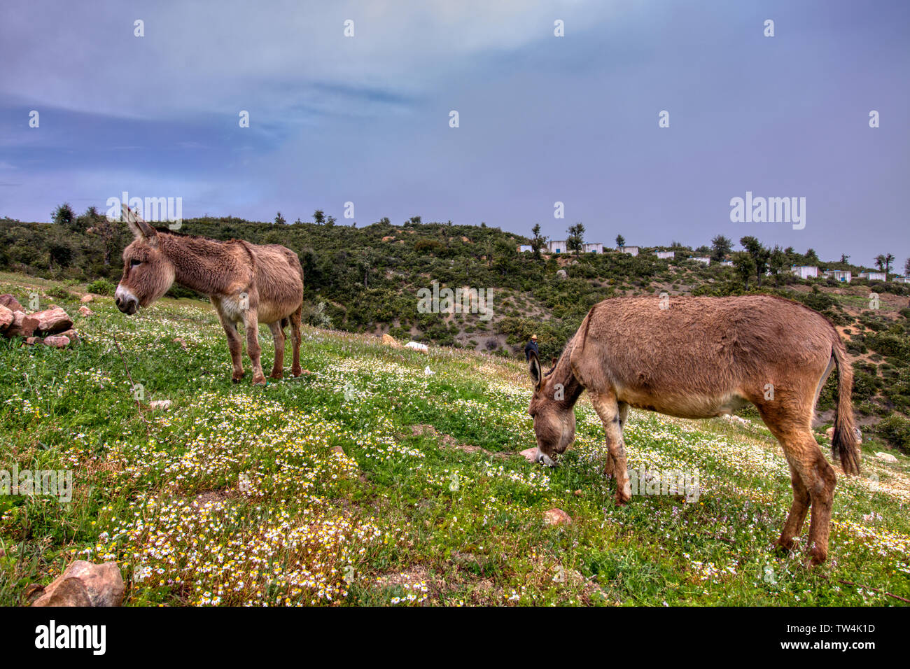 Two little donkeys grazing in the field Stock Photo - Alamy