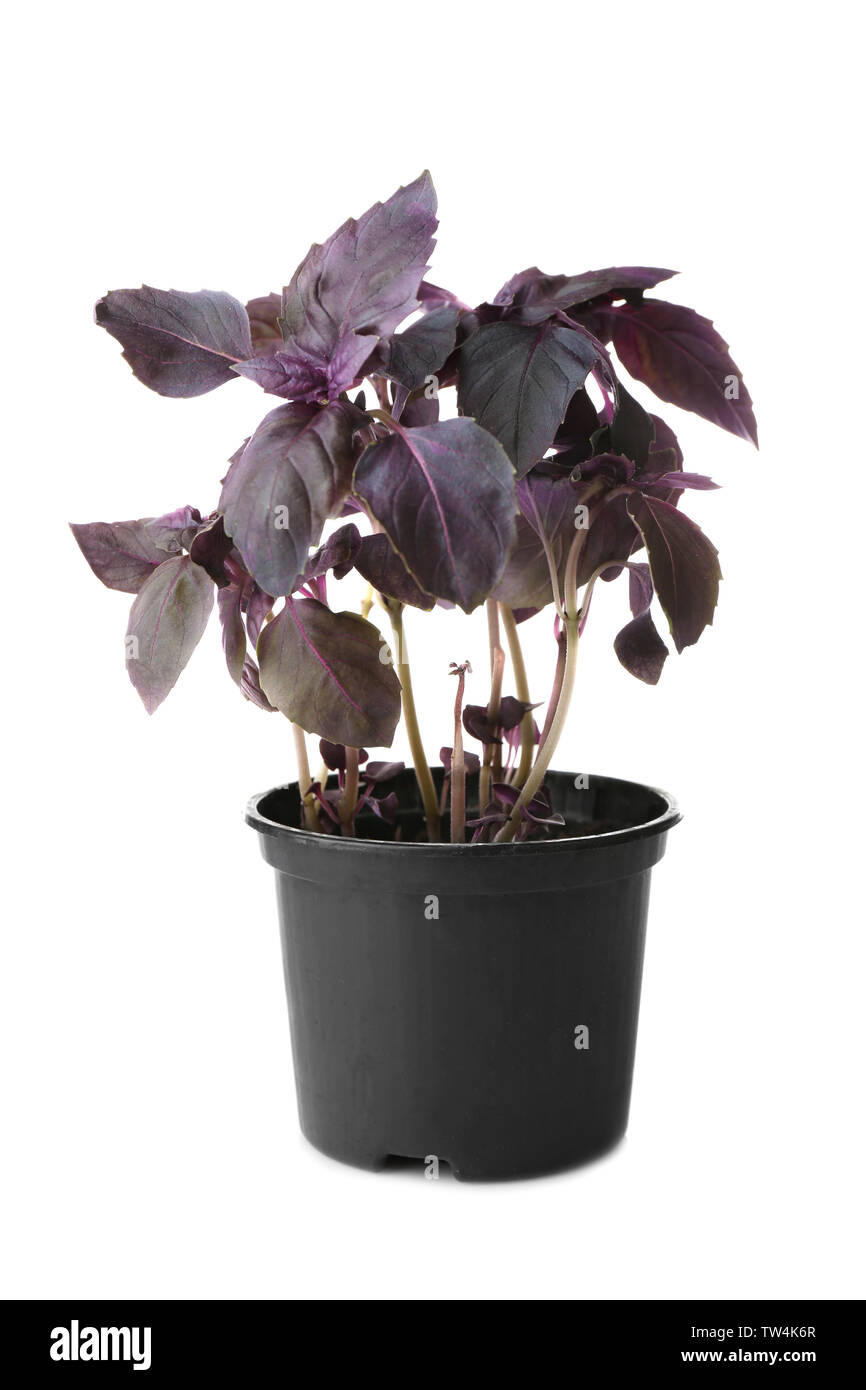 Red basil in pot on white background Stock Photo - Alamy