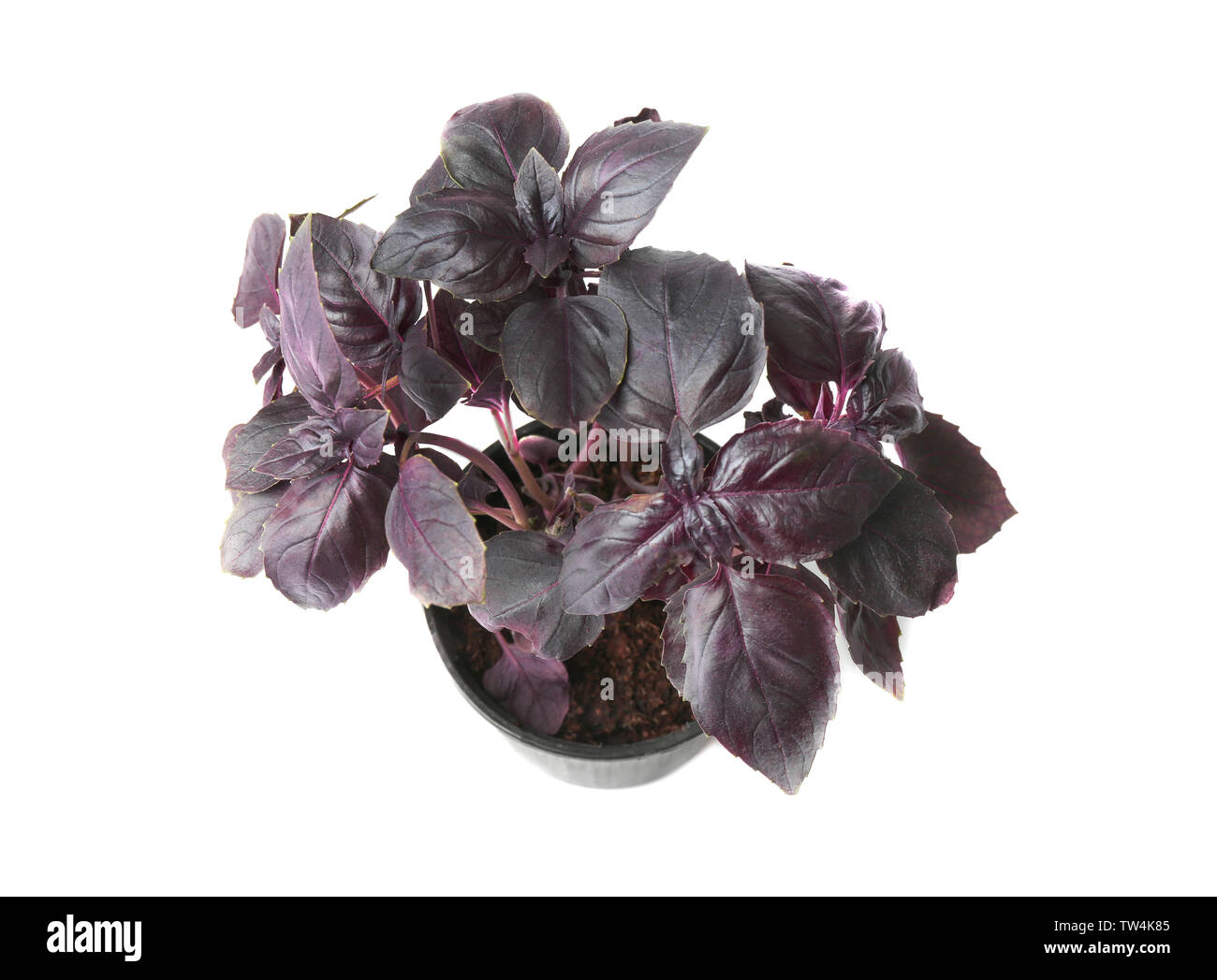 Red basil in pot on white background Stock Photo - Alamy