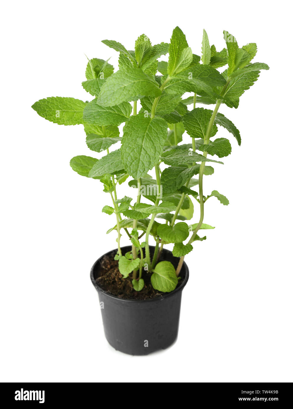 Pot with fresh mint on white background Stock Photo - Alamy