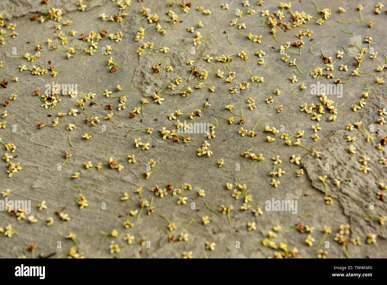 Silver osmanthus hi-res stock photography and images - Alamy