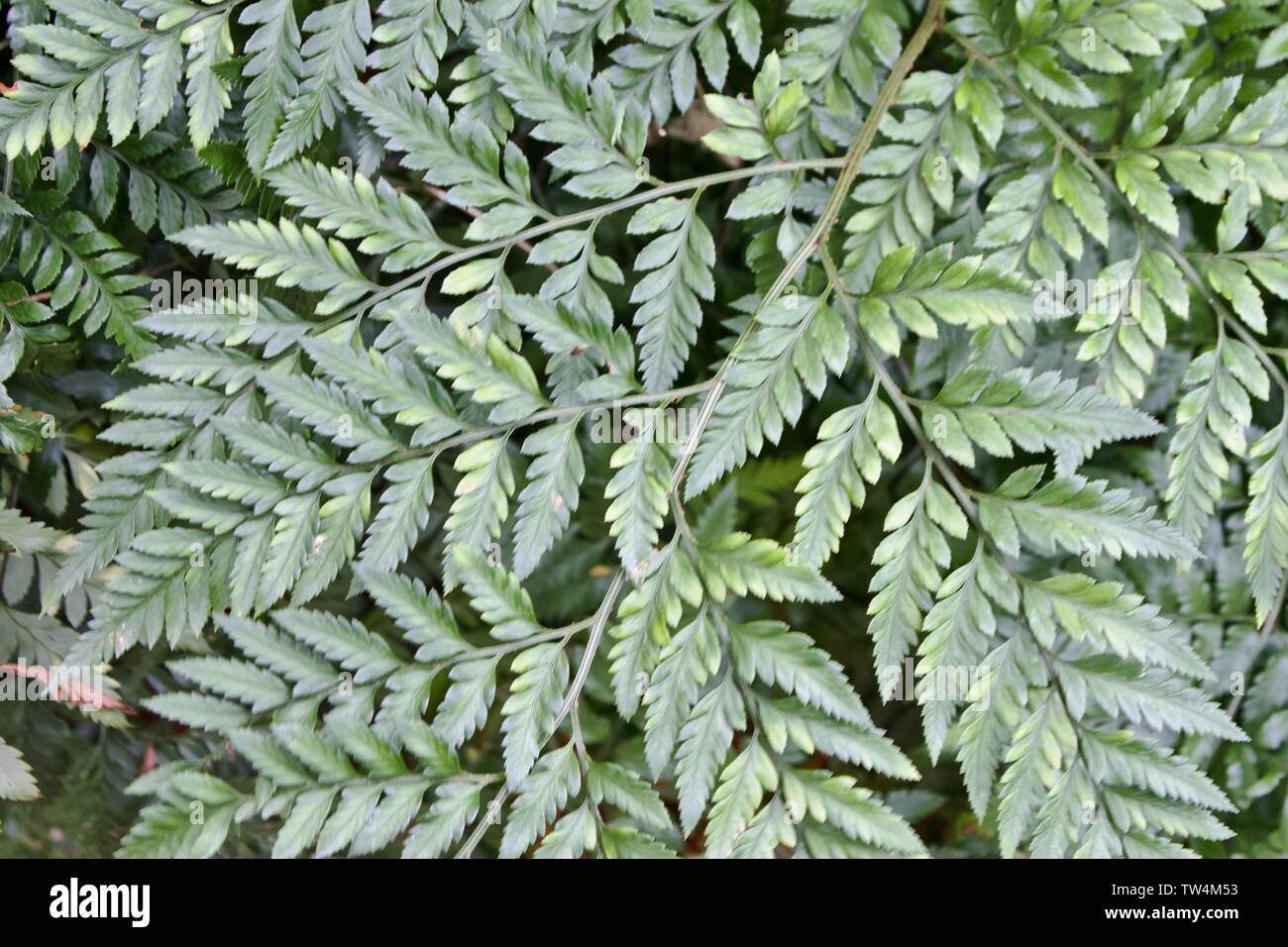 Leatherleaf hi-res stock photography and images - Alamy